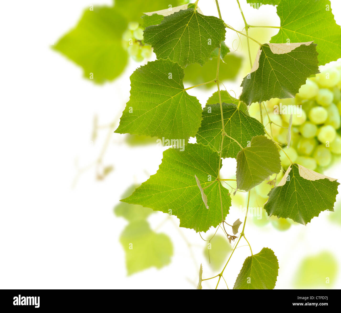 Grape Vine On White Background Stock Photo - Alamy