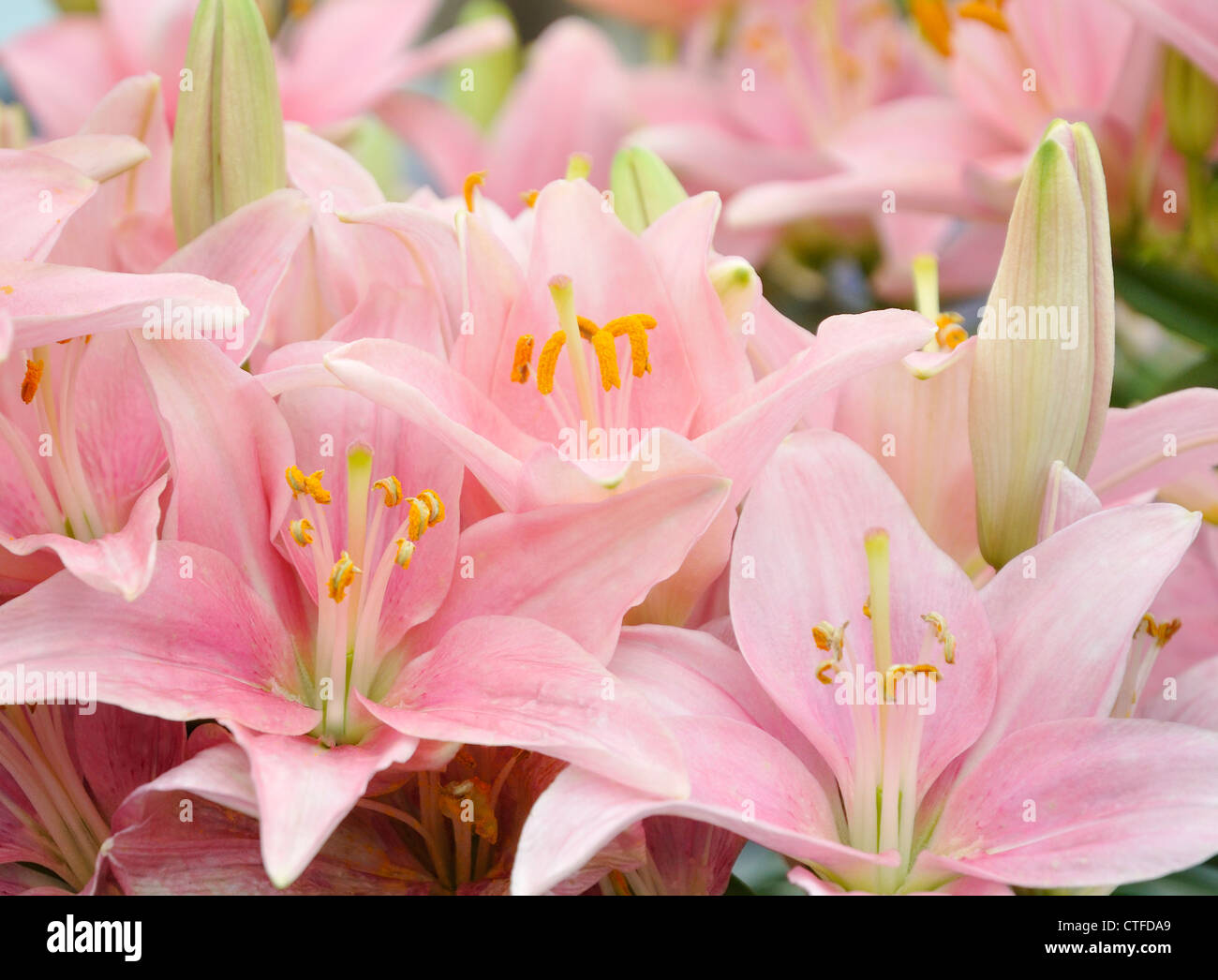 Pink lilies flower closeup hi-res stock photography and images - Alamy