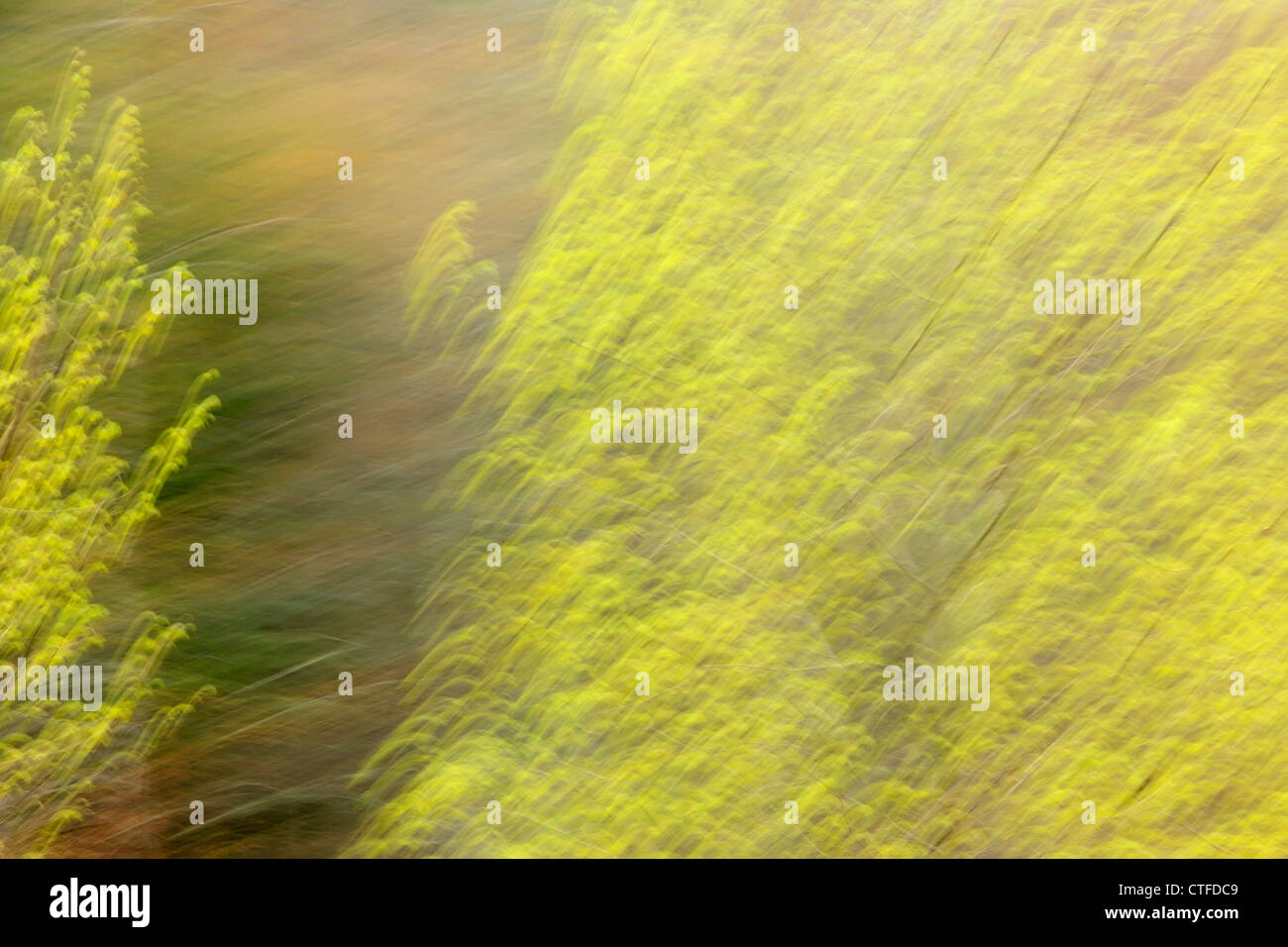 Emerging foliage in spring woodland (Camera movement), Greater Sudbury ...
