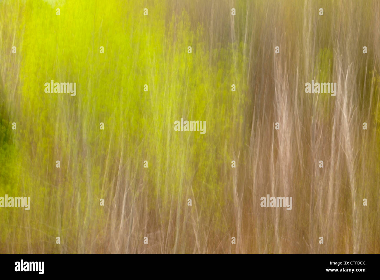 Emerging foliage in spring woodland (Camera movement), Greater Sudbury ...