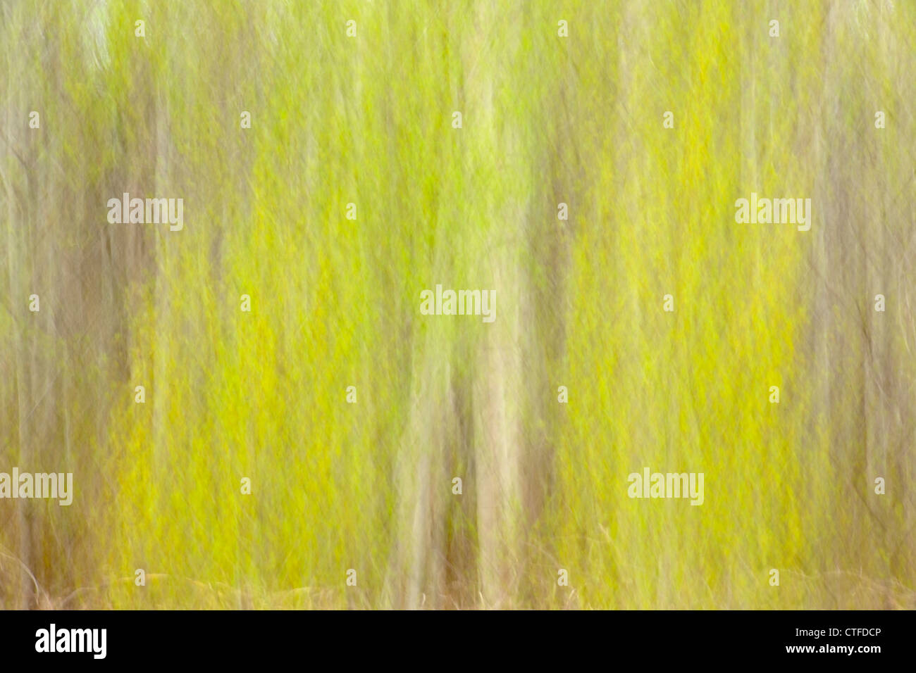 Emerging foliage in spring woodland (Camera movement), Greater Sudbury ...