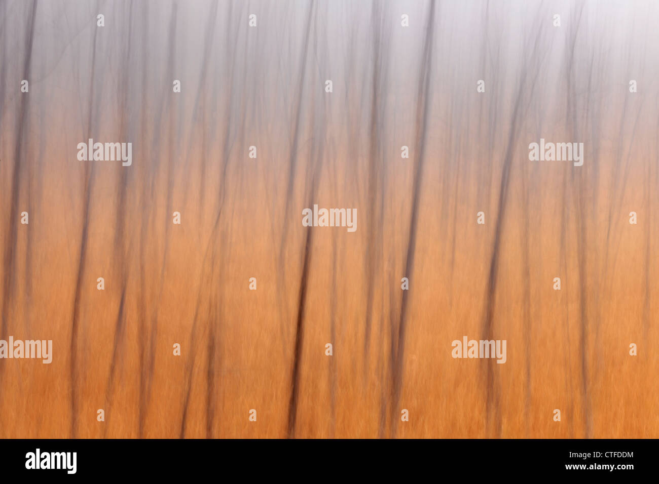 Tree snags in old beaver swamp, Whitefish Falls, Ontario, Canada Stock ...
