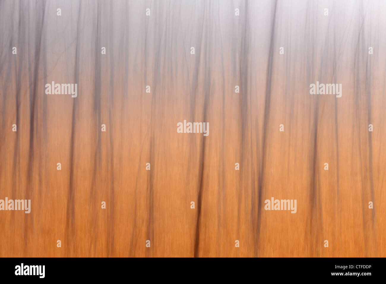 Tree snags in old beaver swamp, Whitefish Falls, Ontario, Canada Stock ...
