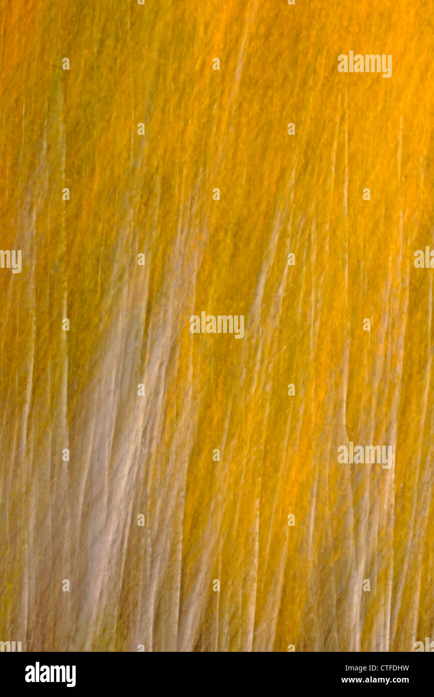 Foliage movement hi-res stock photography and images - Alamy