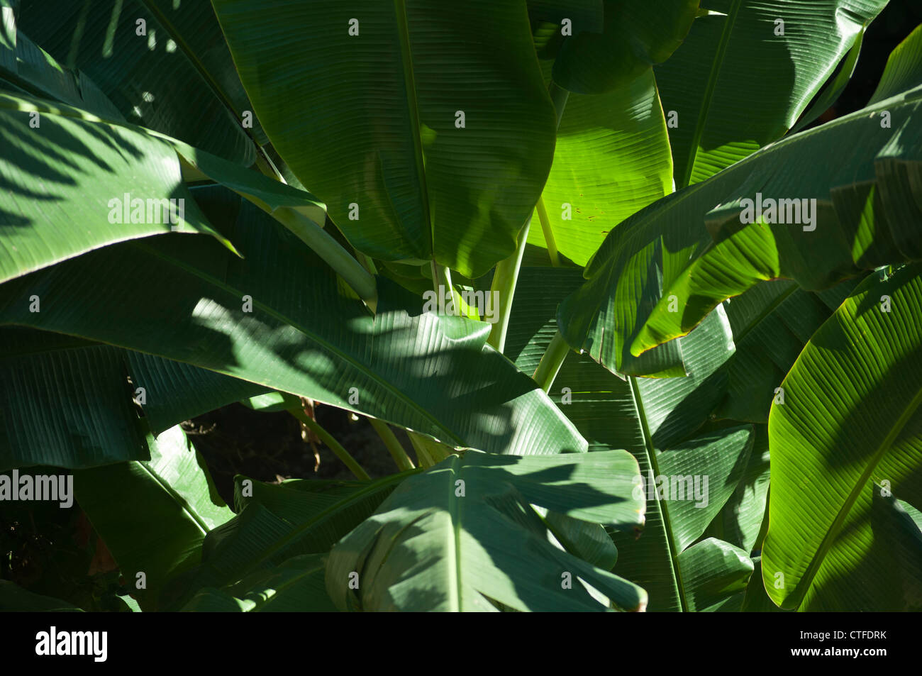 Banana tree leaves hi-res stock photography and images - Alamy