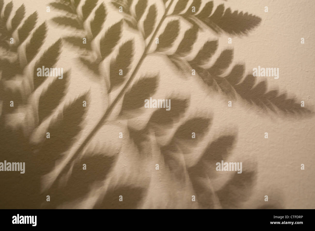 Fern leaves shadow Stock Photo - Alamy