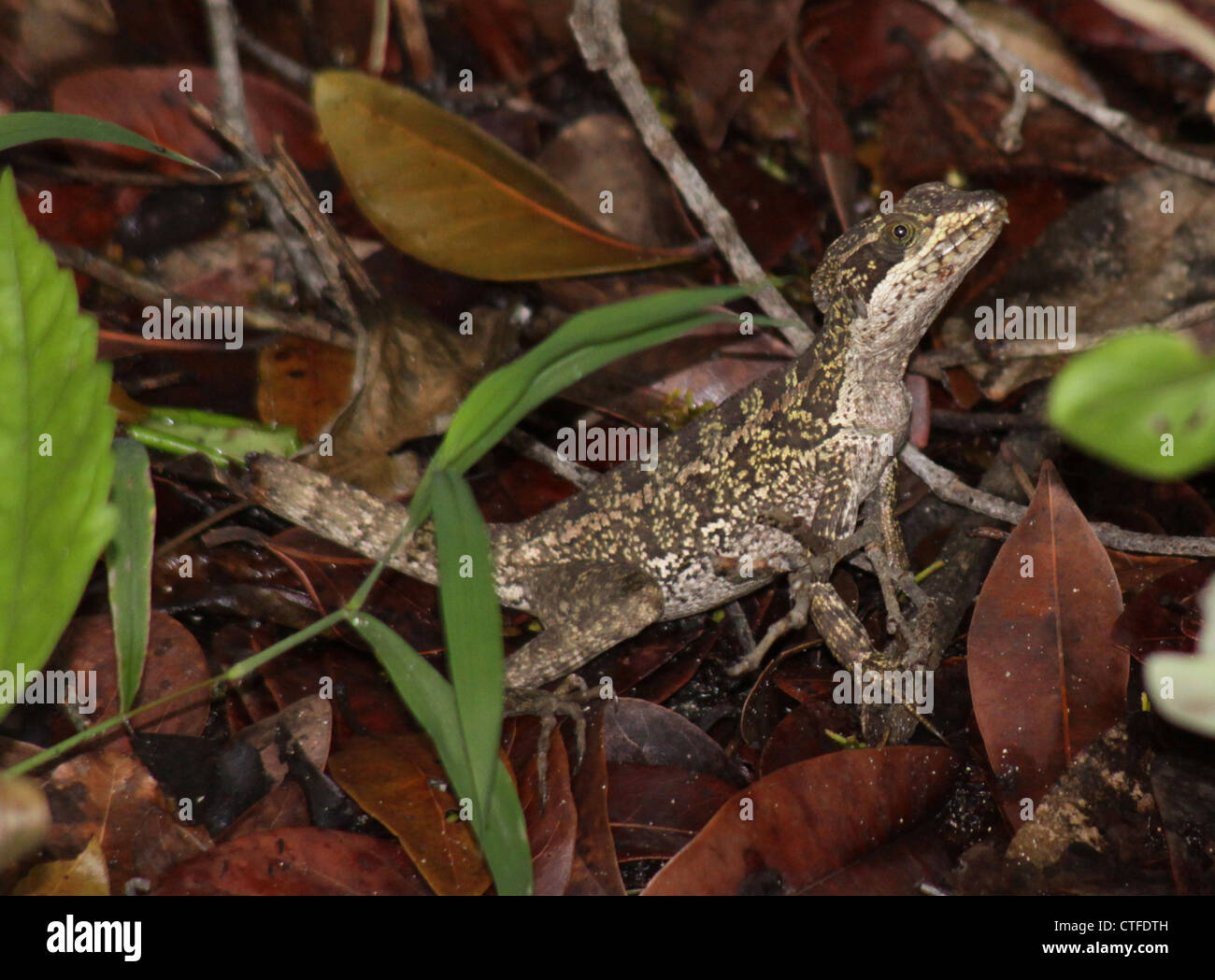 Juvenile Brown Basilisk Stock Photo - Alamy