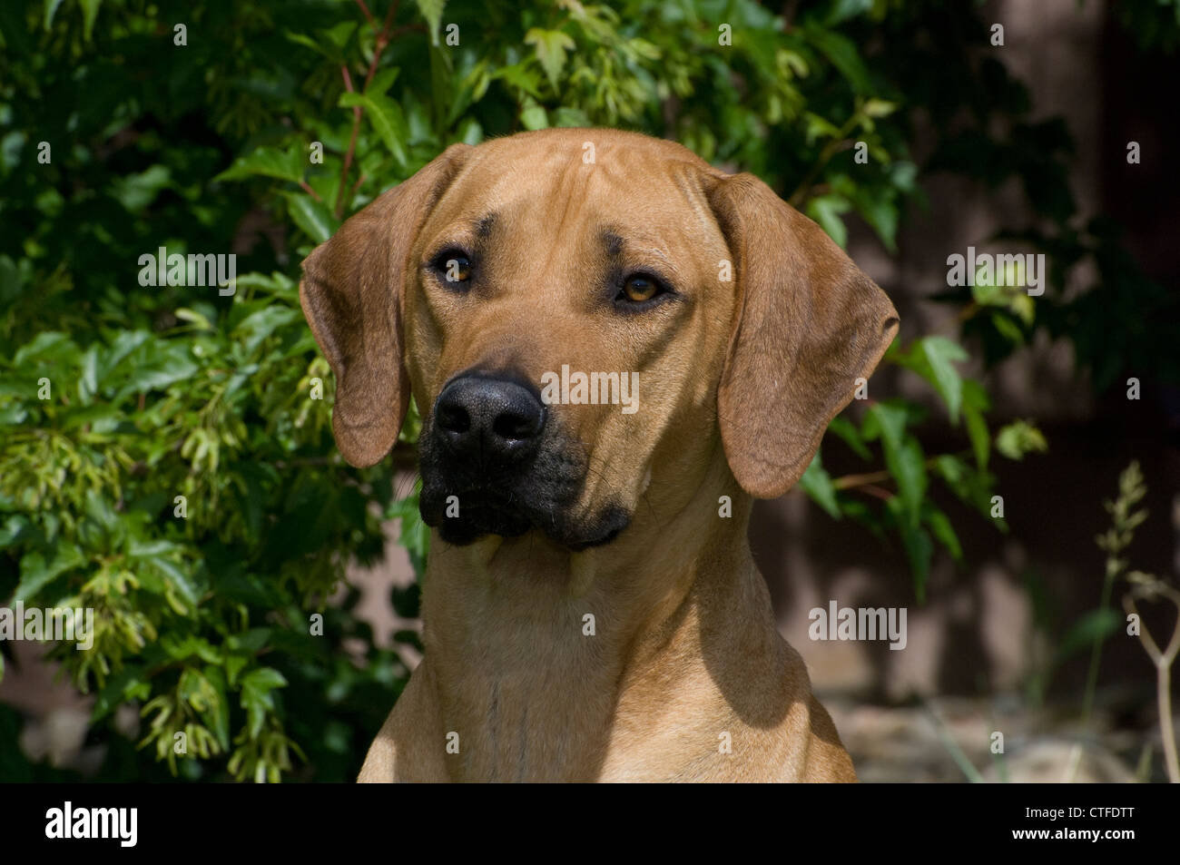 Rhodesian Ridgeback-head shot Stock Photo - Alamy