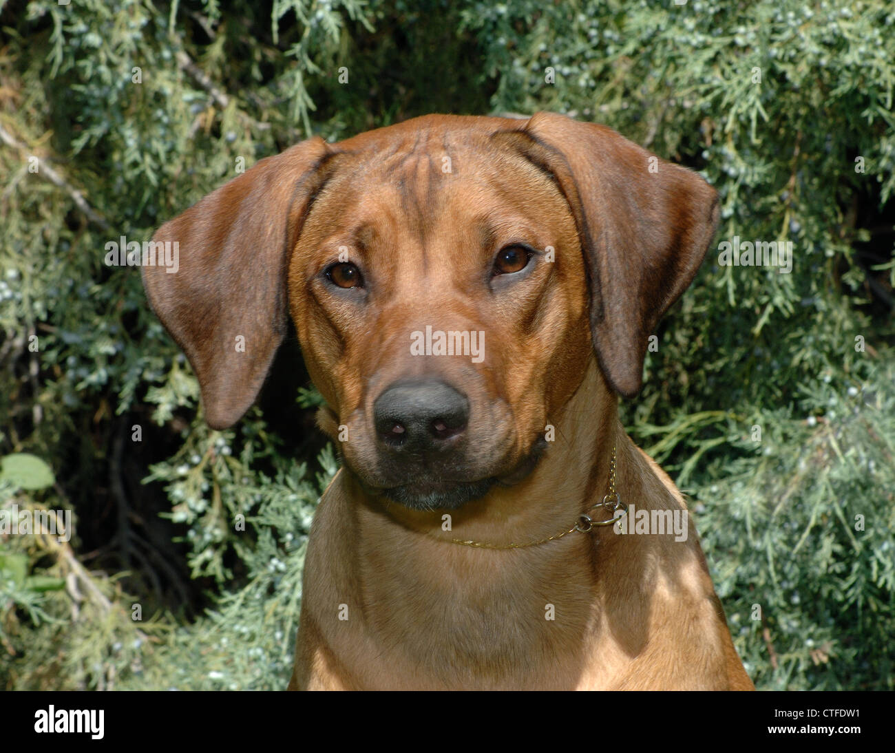Rhodesian Ridgeback-head shot Stock Photo - Alamy