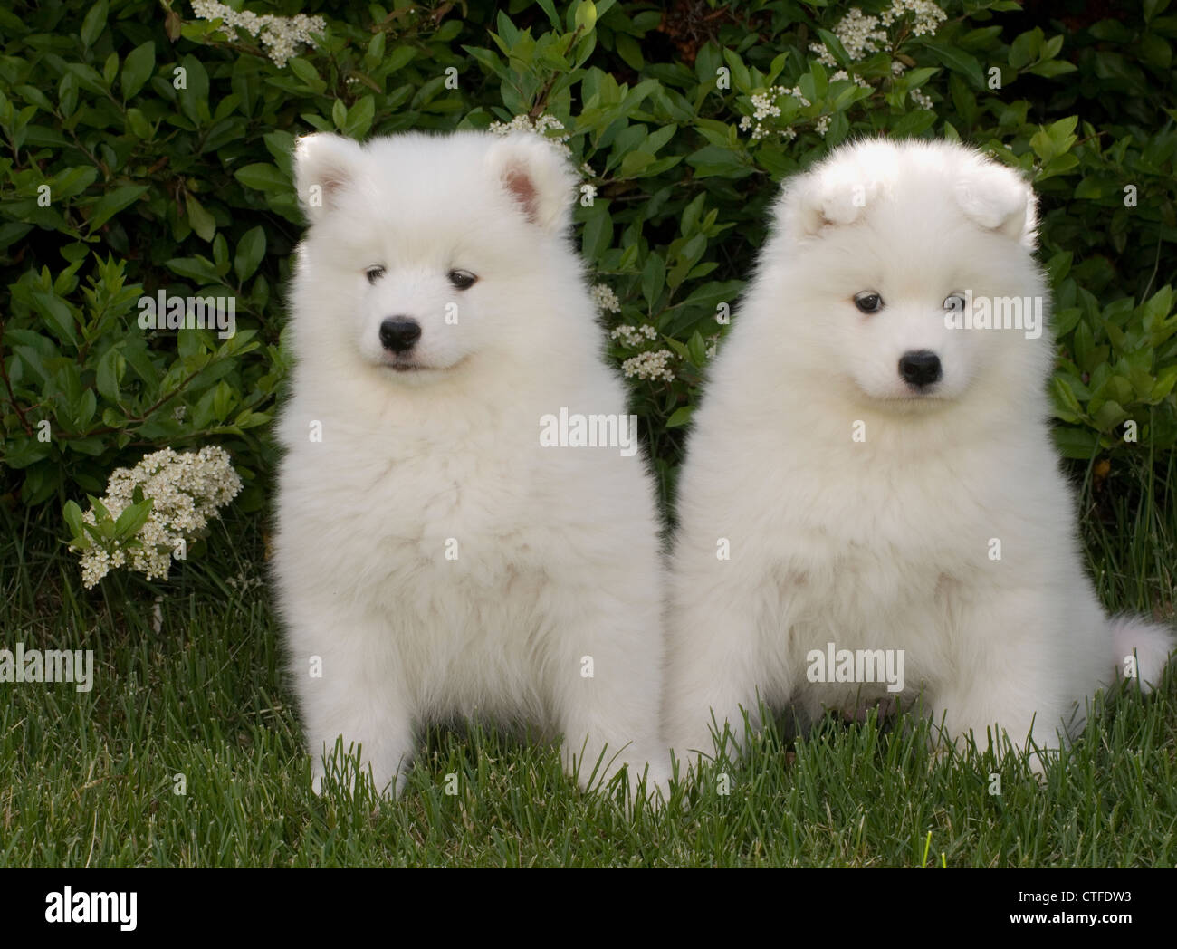 Two Samoyed puppies sitting Stock Photo - Alamy