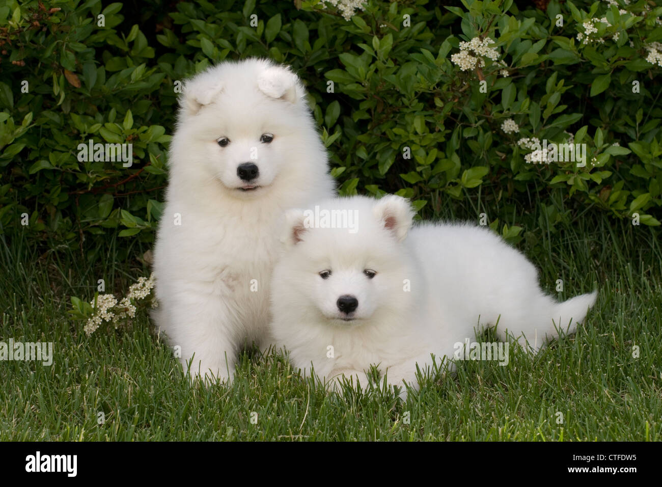 Samoyed dog lying down hi-res stock photography and images - Alamy
