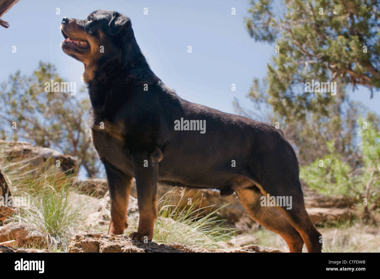 Standing rottweiler hi-res stock photography and images - Alamy