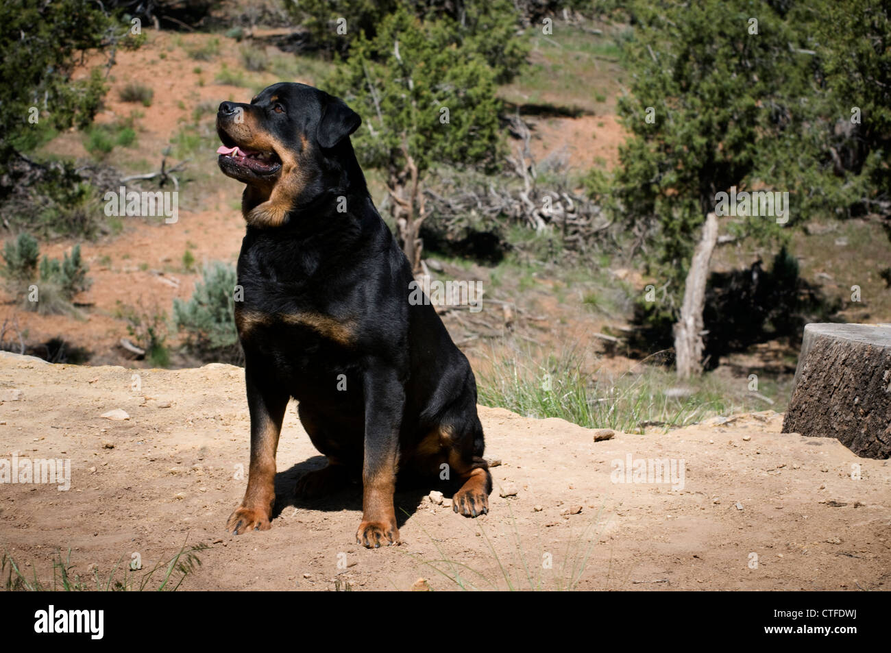 Rottweiler sitting hi-res stock photography and images - Alamy
