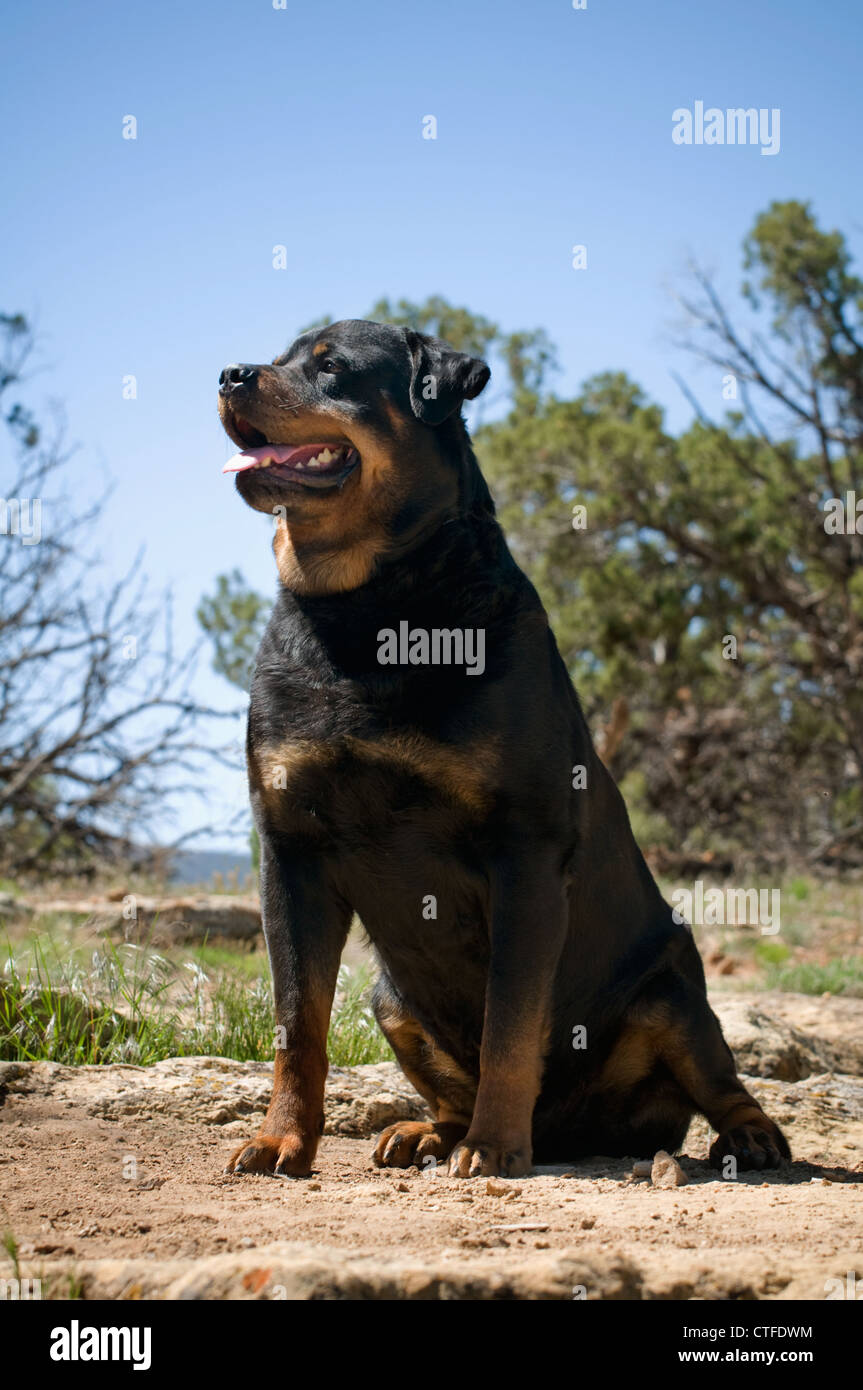 Rottweiler sitting hi-res stock photography and images - Alamy
