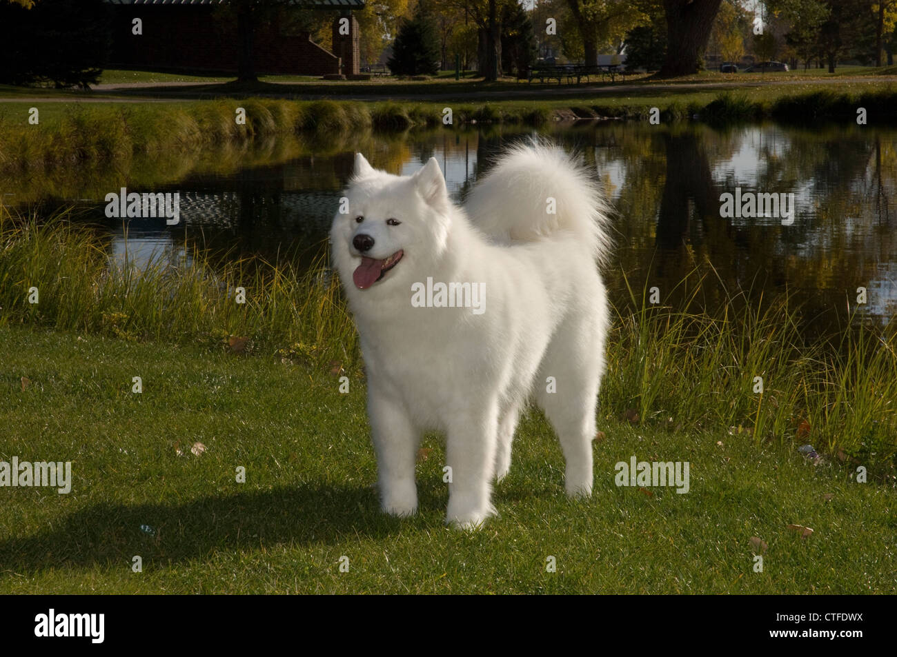Elegant samoyed hi-res stock photography and images - Alamy