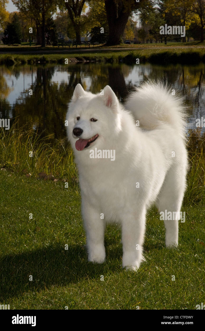 Elegant samoyed hi-res stock photography and images - Alamy