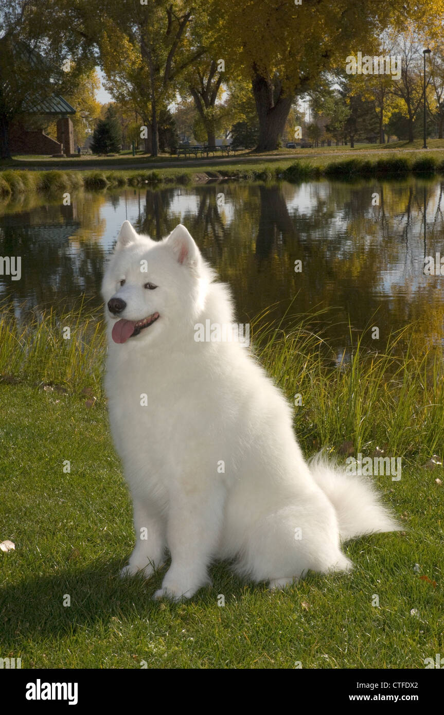Samoyed sitting by pond Stock Photo - Alamy