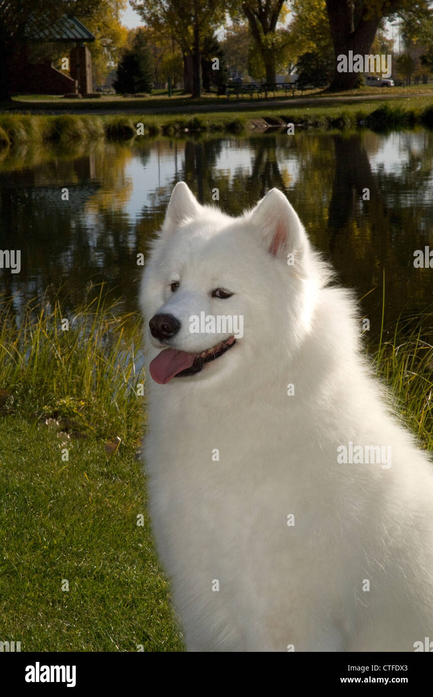 Samoyed sitting by pond Stock Photo - Alamy