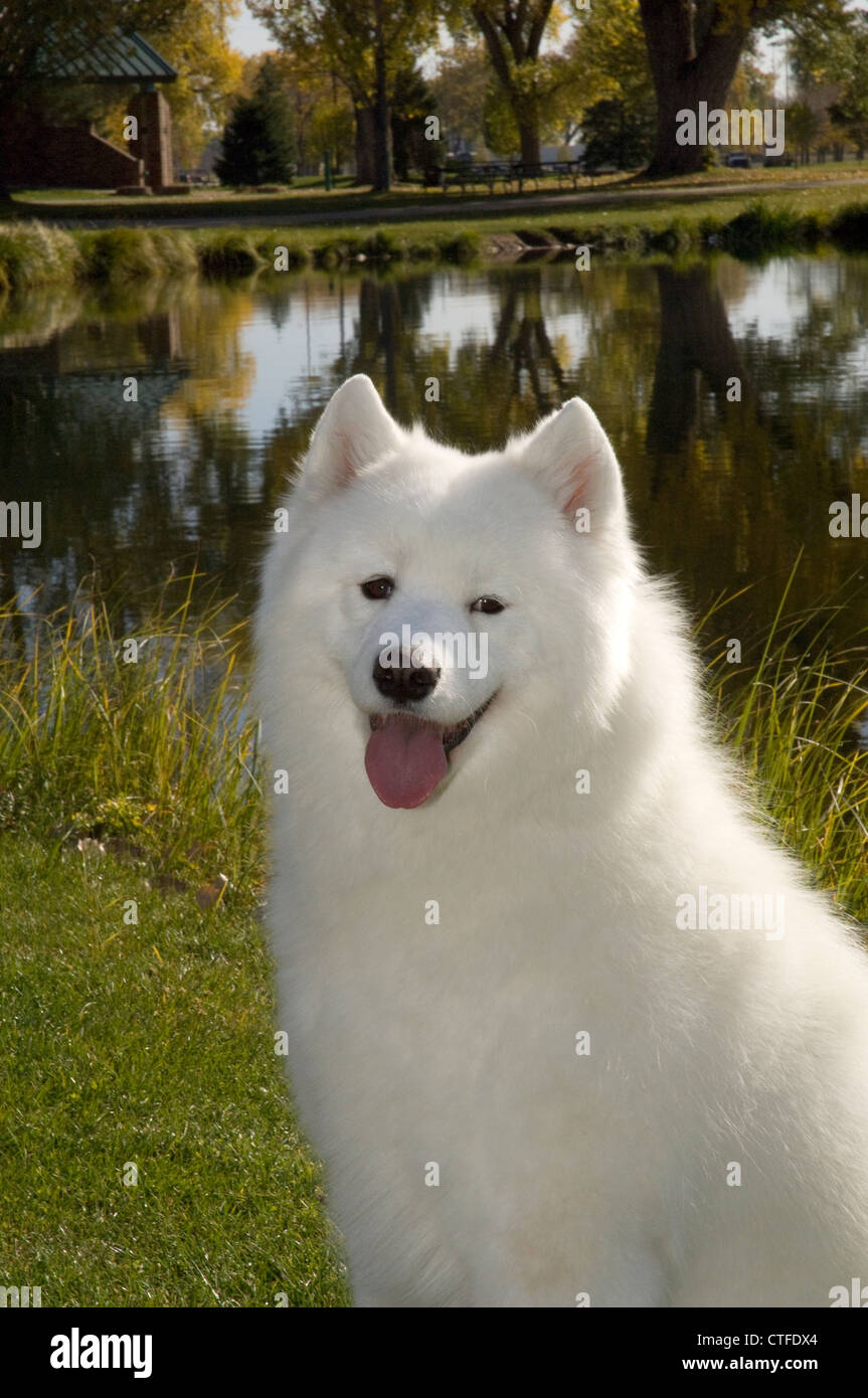 Elegant samoyed hi-res stock photography and images - Alamy