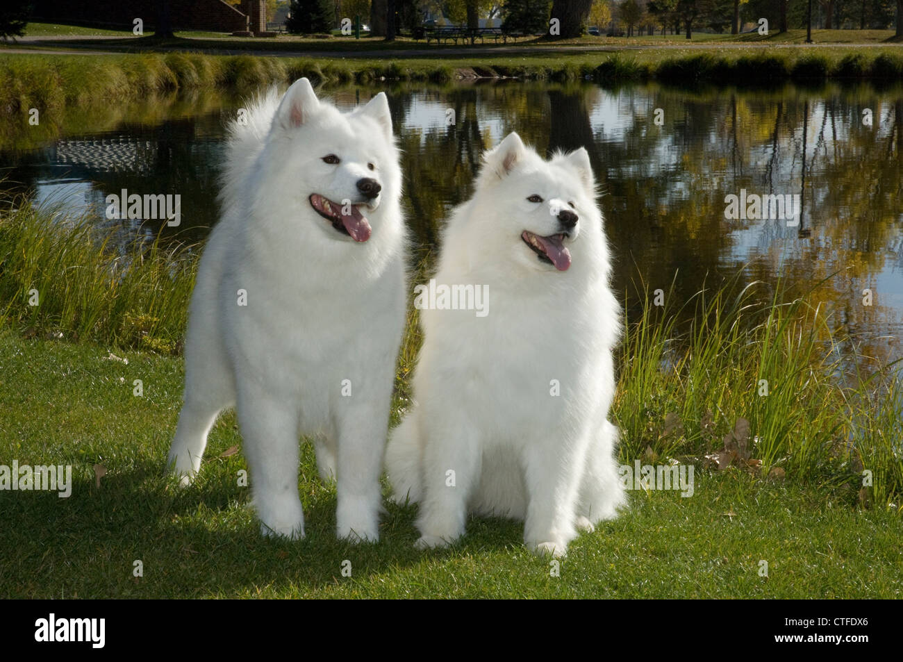 Two Samoyeds side by side by pond Stock Photo - Alamy