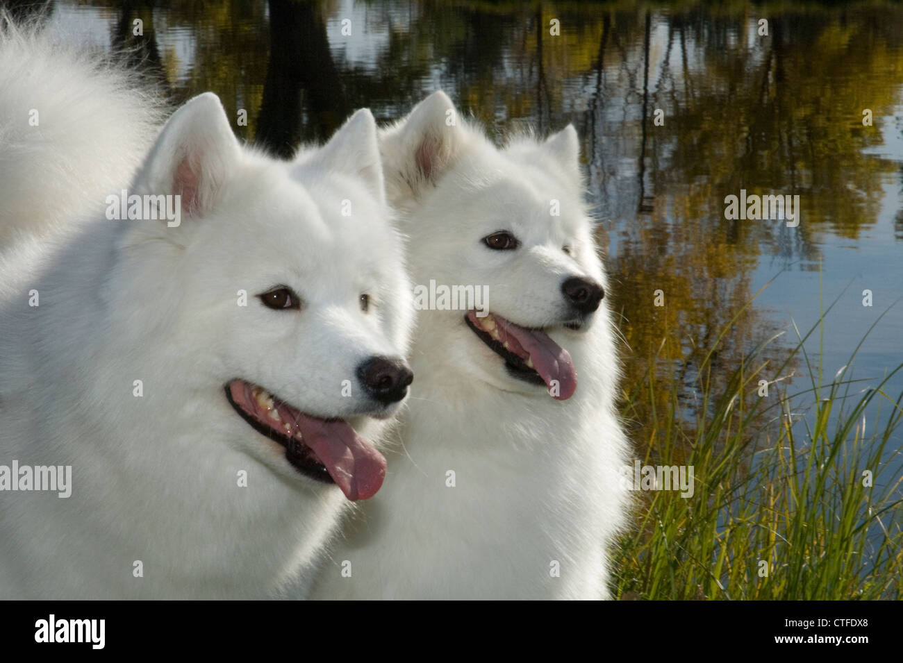 Elegant samoyed hi-res stock photography and images - Alamy