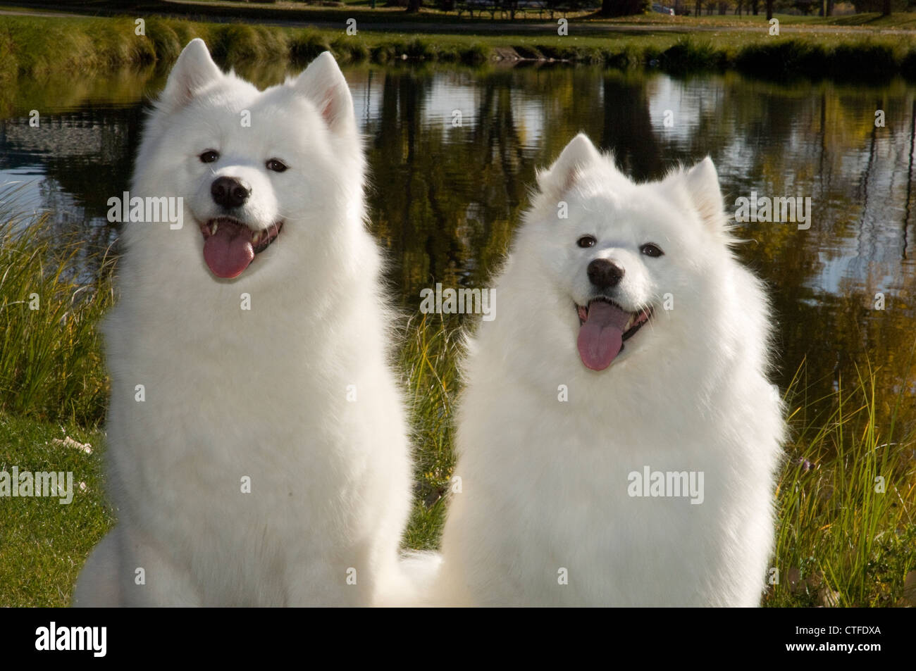 Two samoyeds hi-res stock photography and images - Alamy