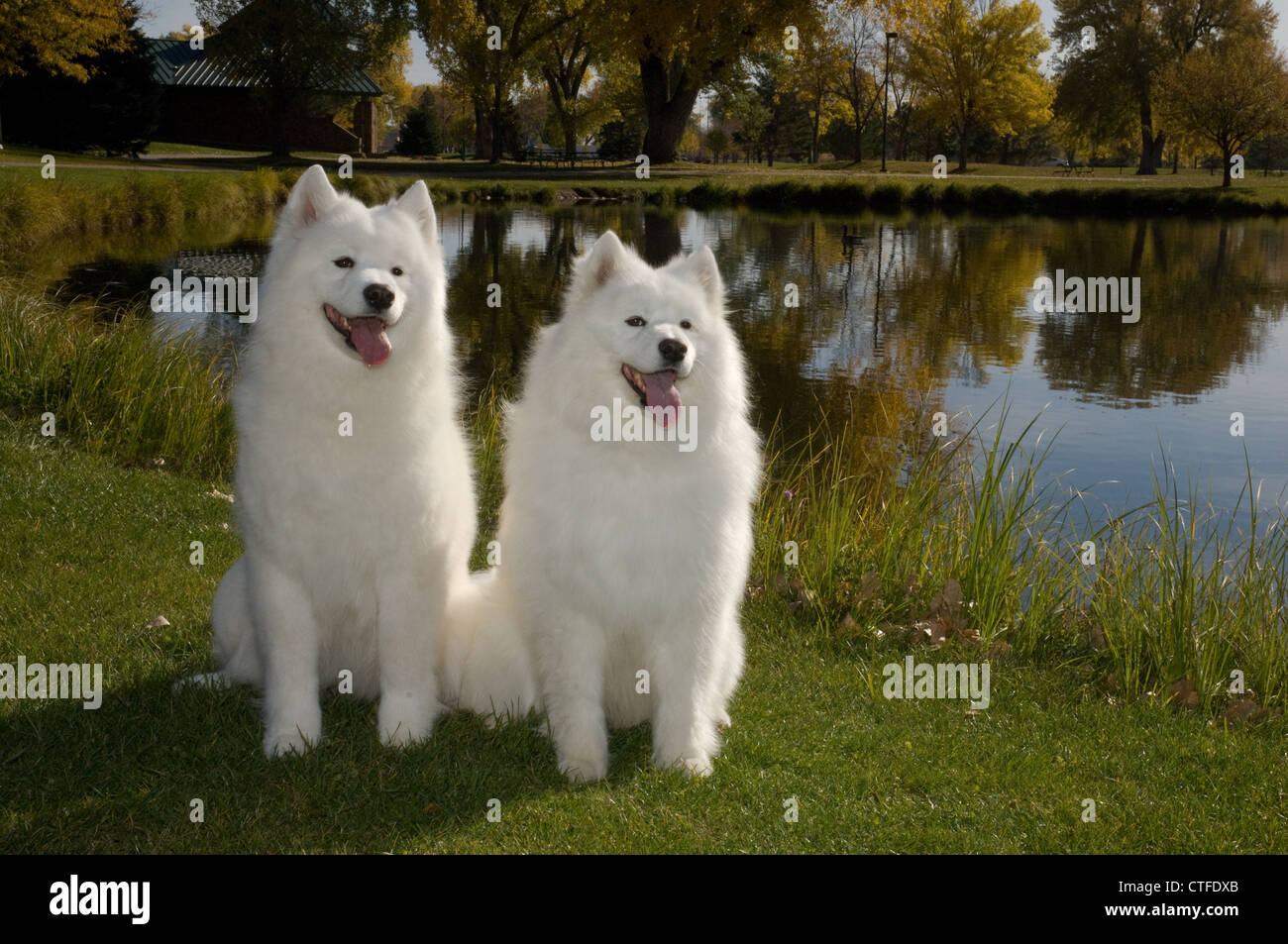 Two samoyeds hi-res stock photography and images - Alamy