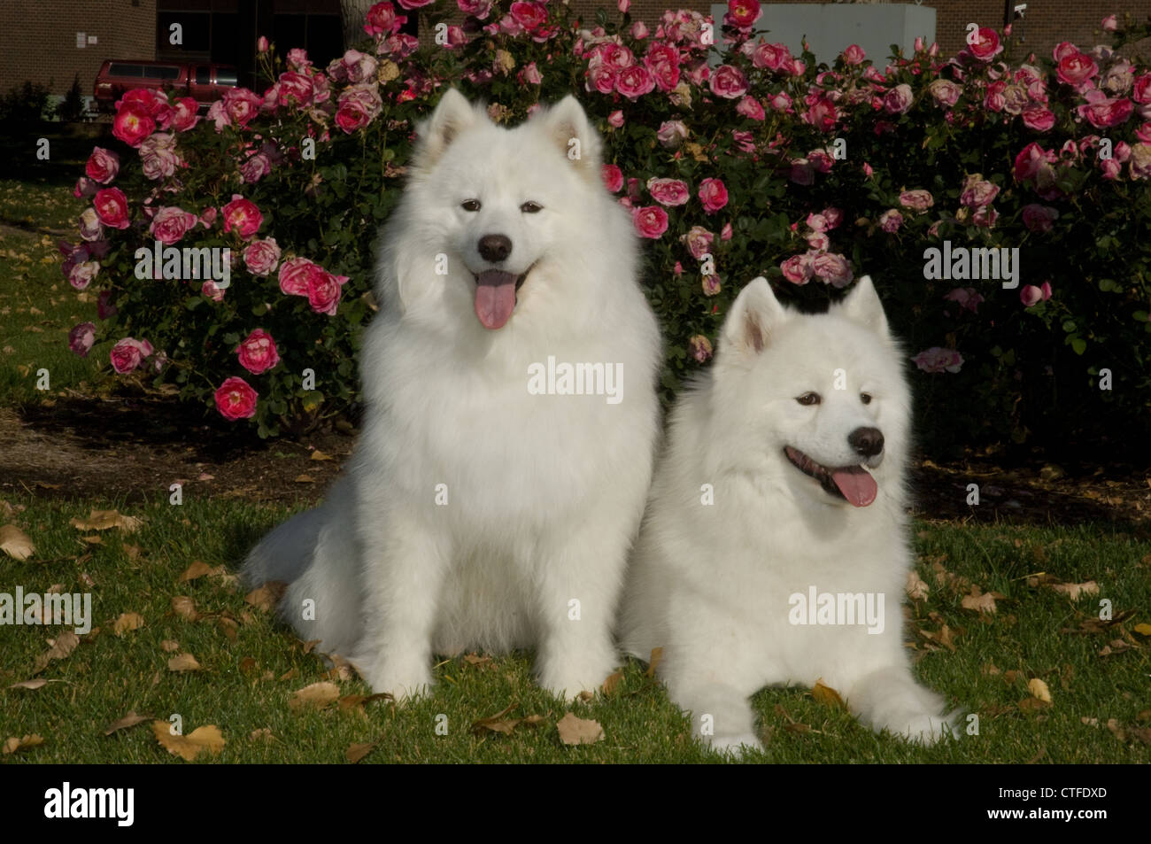 Samoyed dog lying down hi-res stock photography and images - Alamy