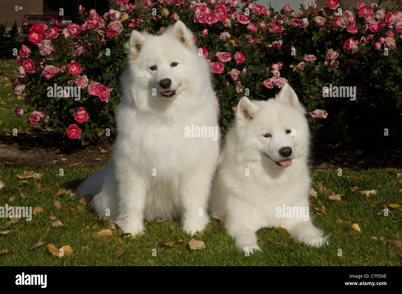 Samoyed sitting with other lying beside Stock Photo - Alamy