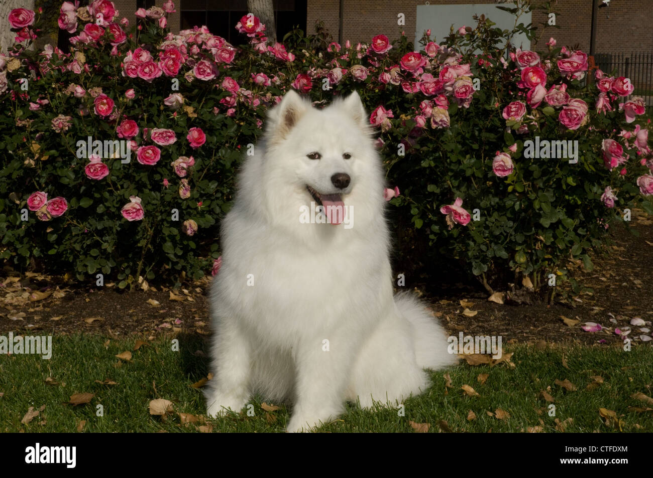 Samoyed sitting in grass with flowers behind Stock Photo - Alamy