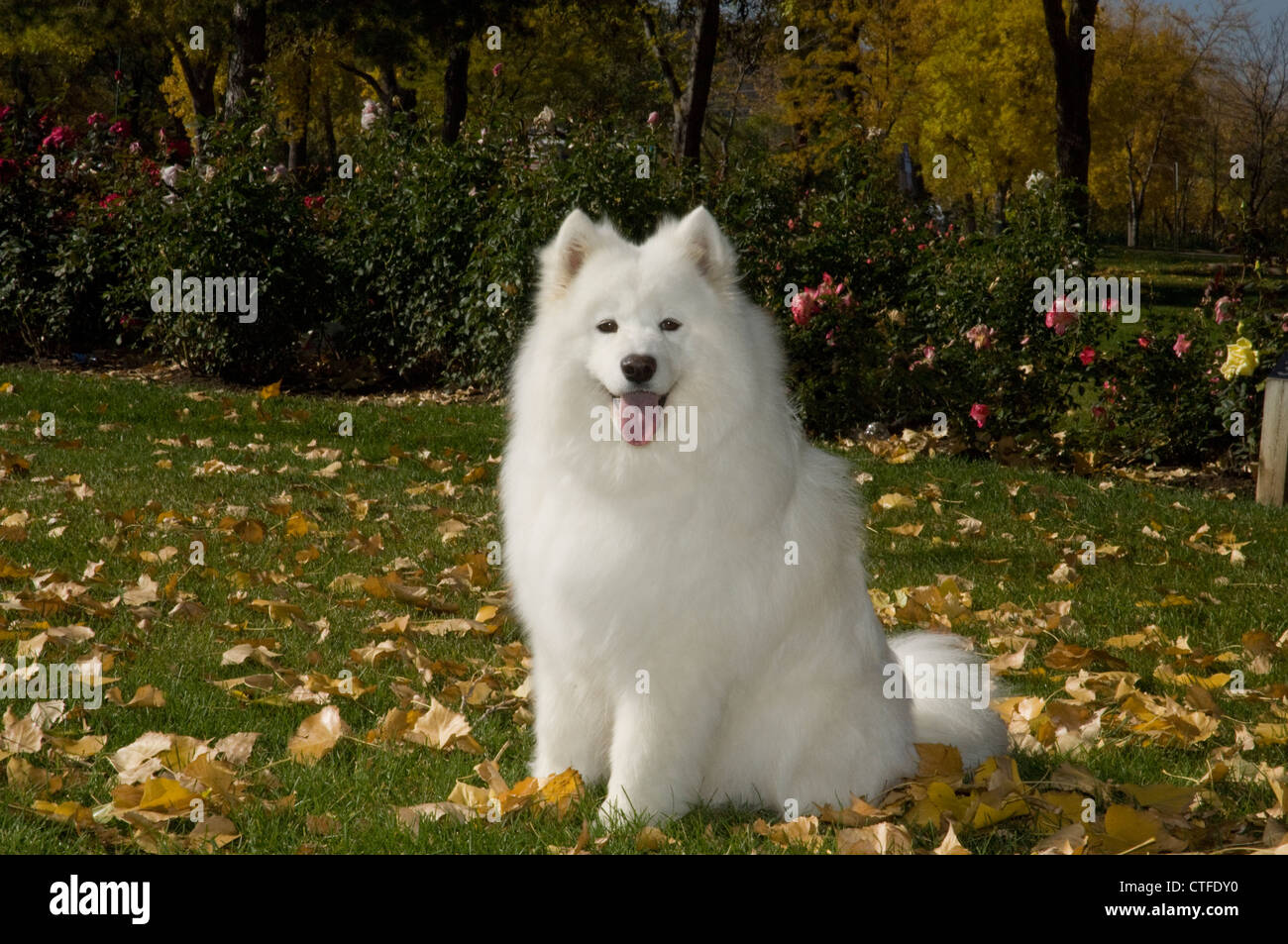 Samoyed sitting in grass with autumn leaves Stock Photo - Alamy