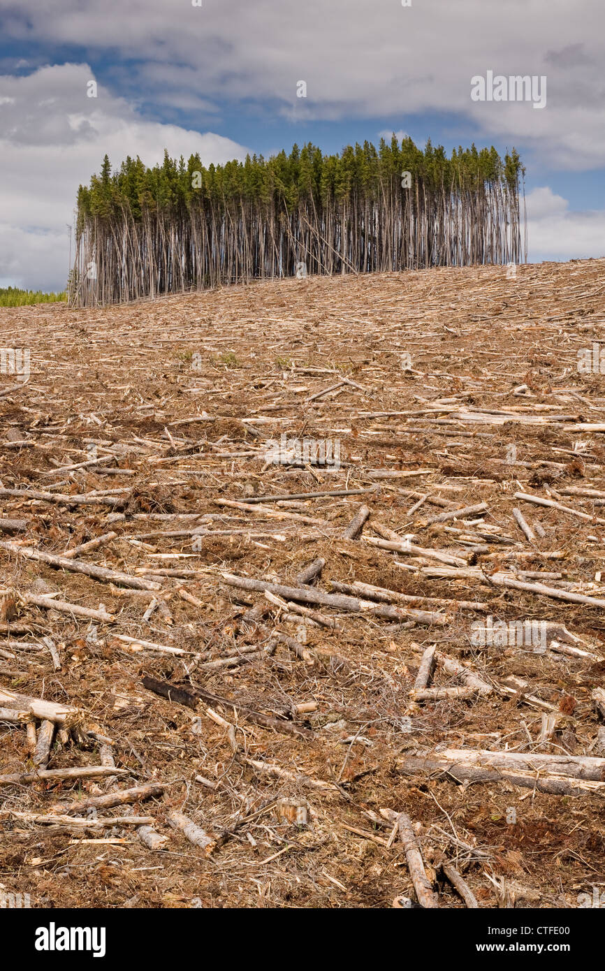 A section of forest is clear-cut logged in southern British Columbia ...