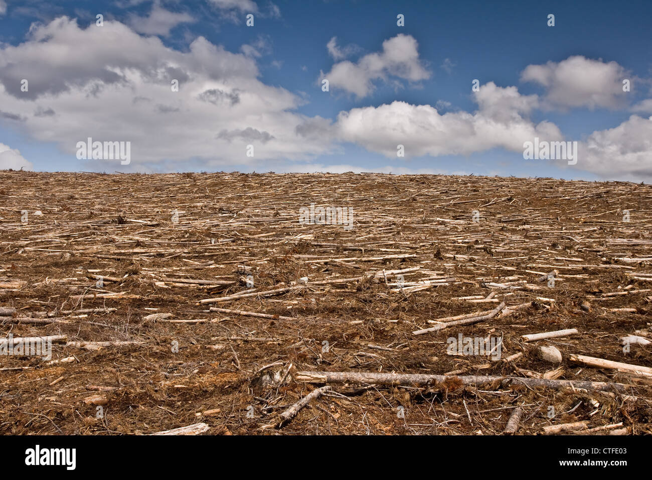An entire forest is completely logged in southern British Columbia ...