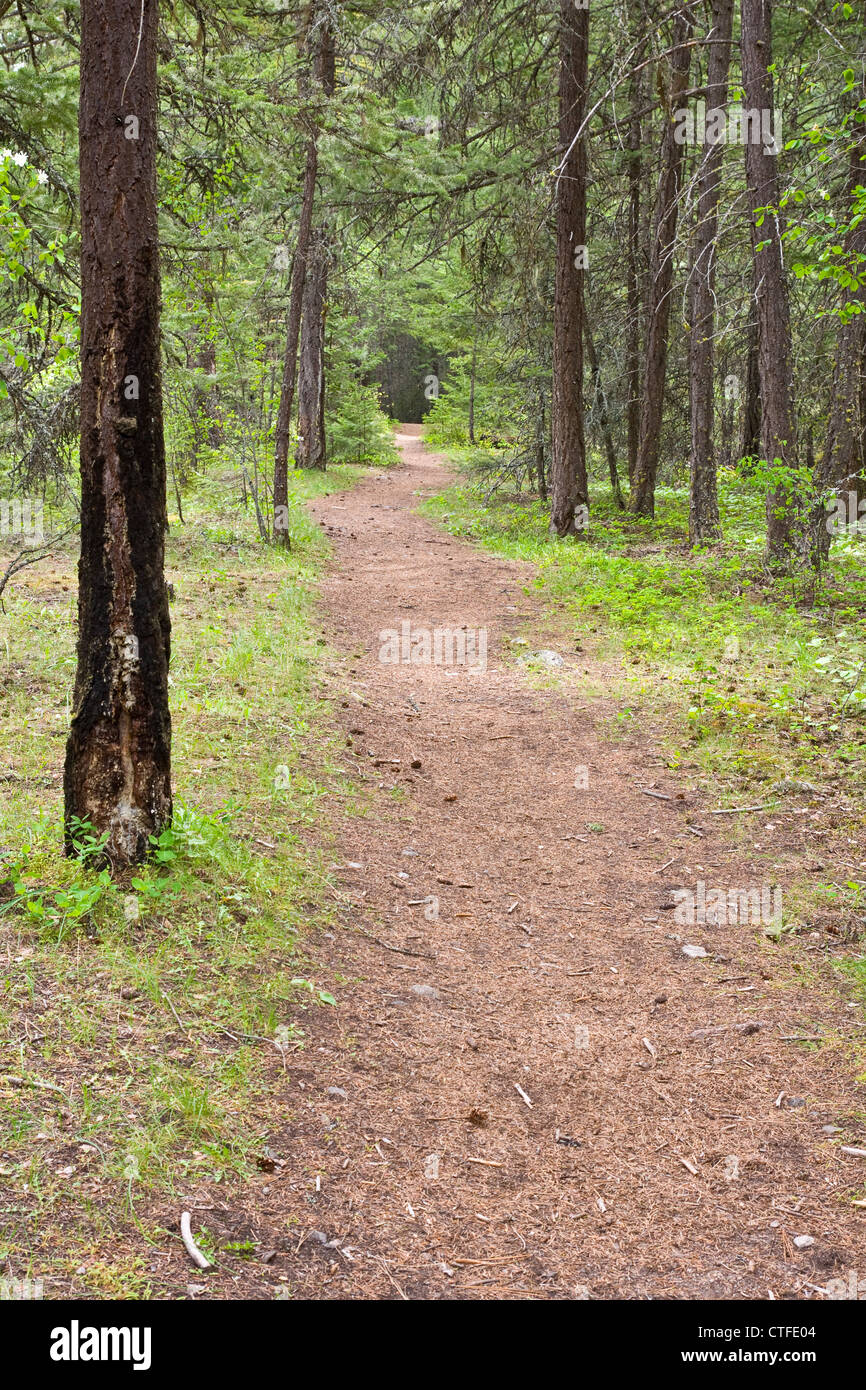 Defined trees hi-res stock photography and images - Alamy