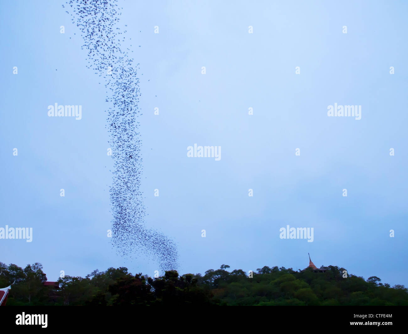 Bats flying from the cave Stock Photo - Alamy