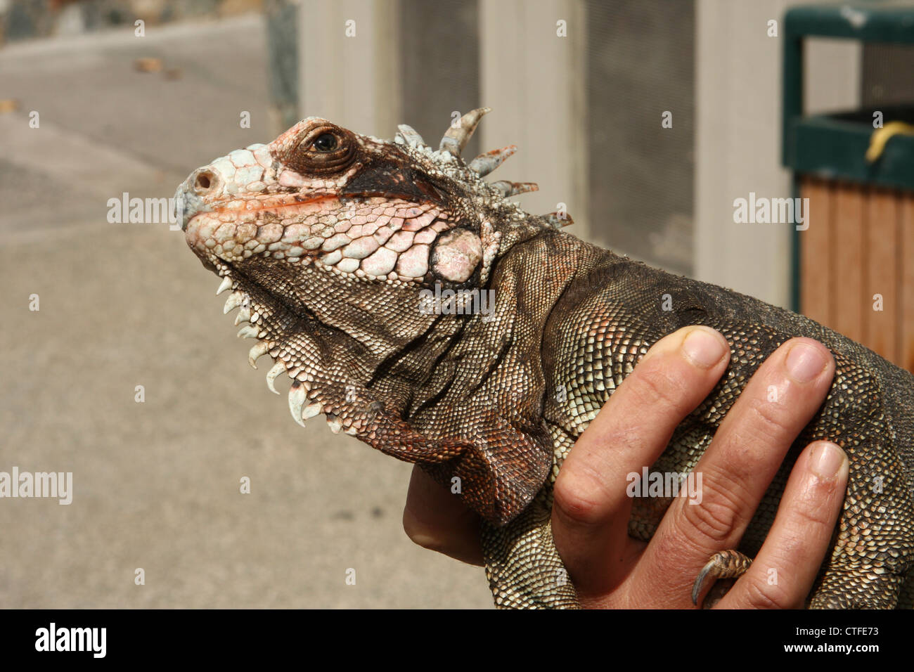 Iguana handling hi-res stock photography and images - Alamy
