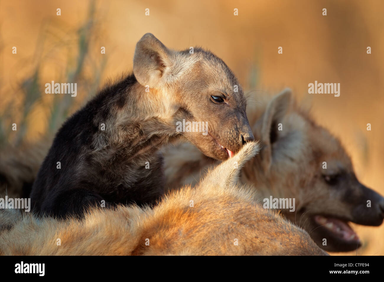 Small spotted hyena pup (Crocuta crocuta) playing on a sleeping adult ...