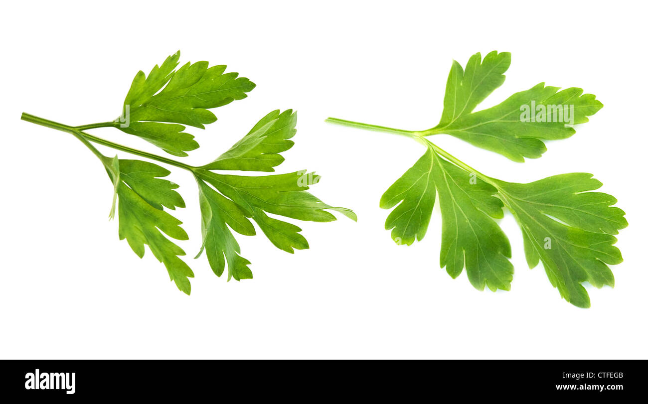 sprig of parsley is isolated on white background Stock Photo - Alamy