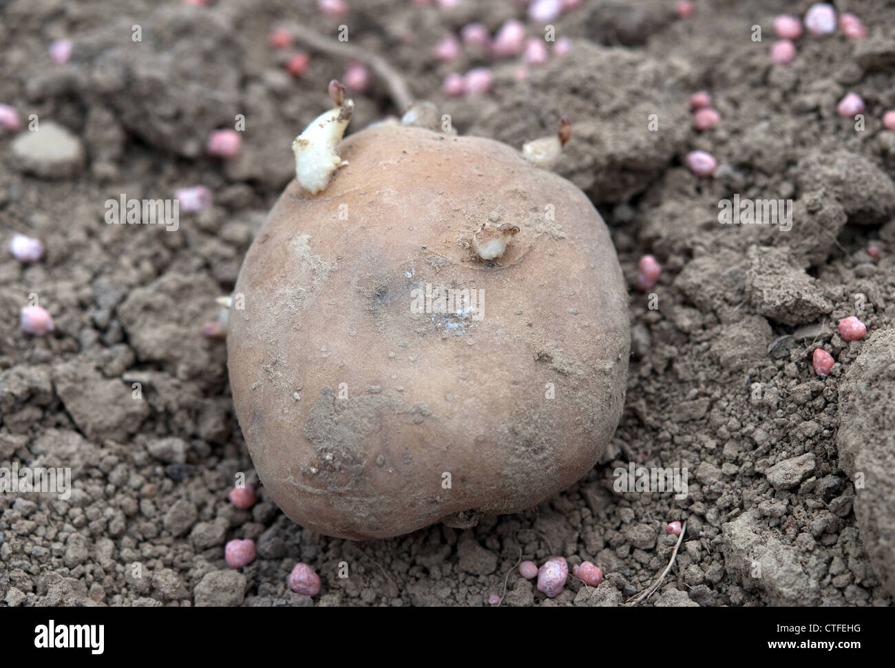 seats a potato in earth Stock Photo - Alamy