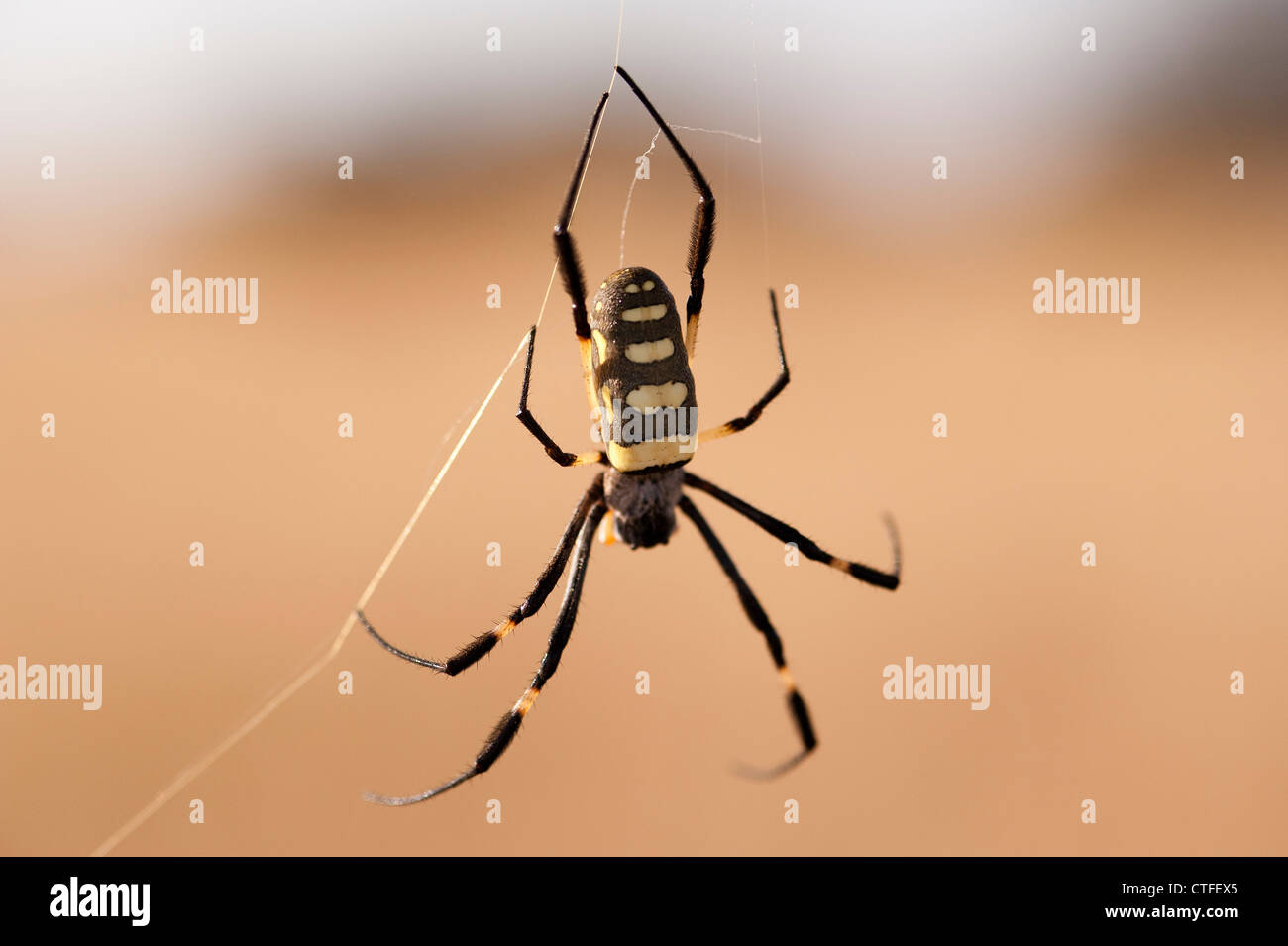 Spider building web Stock Photo - Alamy