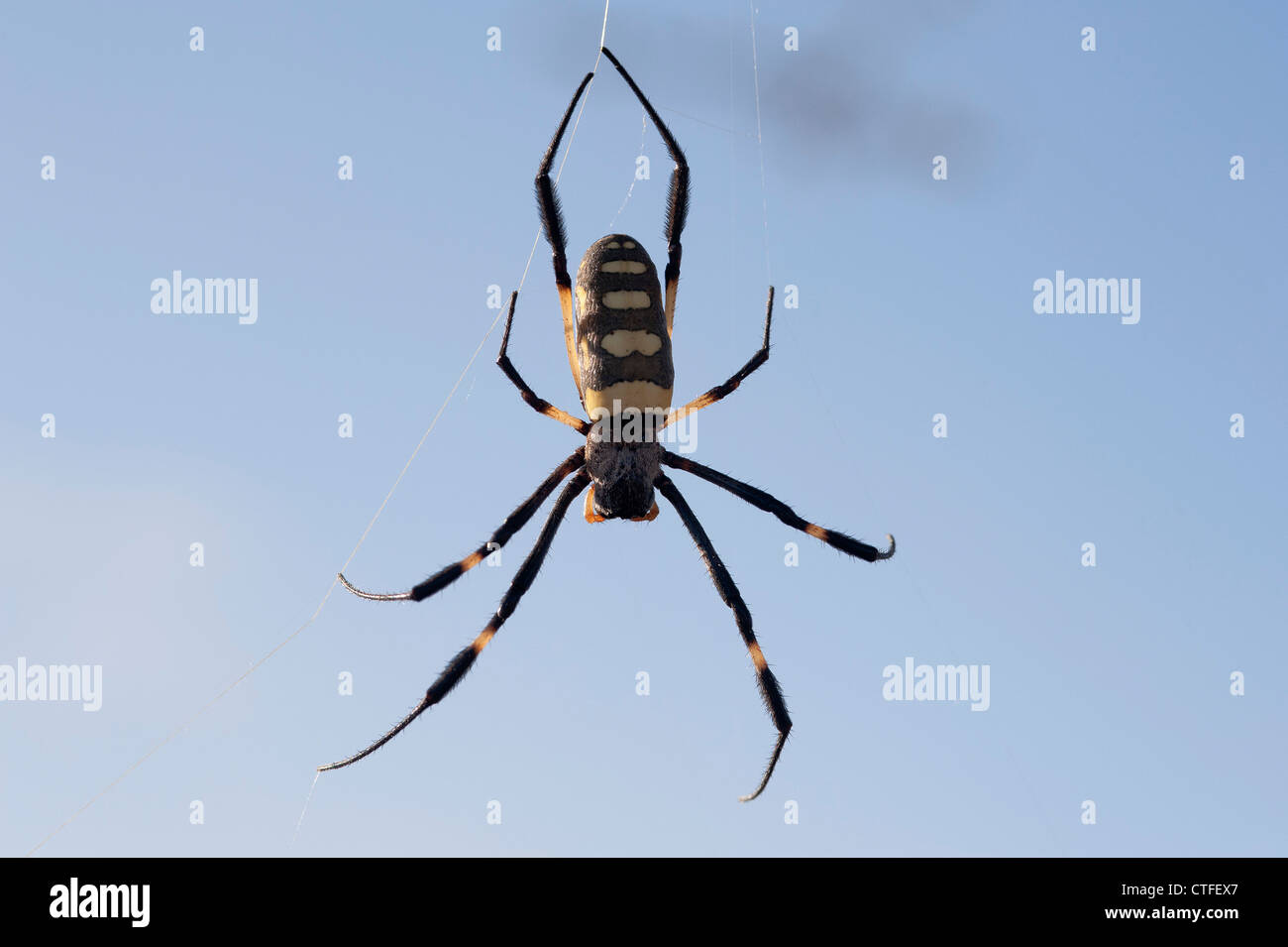 Spider building web against clear blue sky Stock Photo - Alamy