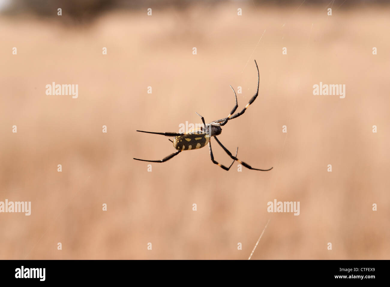 Spider web building hi-res stock photography and images - Alamy