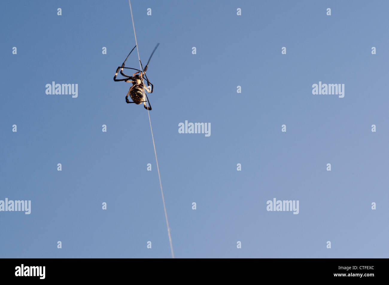 Spider Making Web High Resolution Stock Photography and Images - Alamy