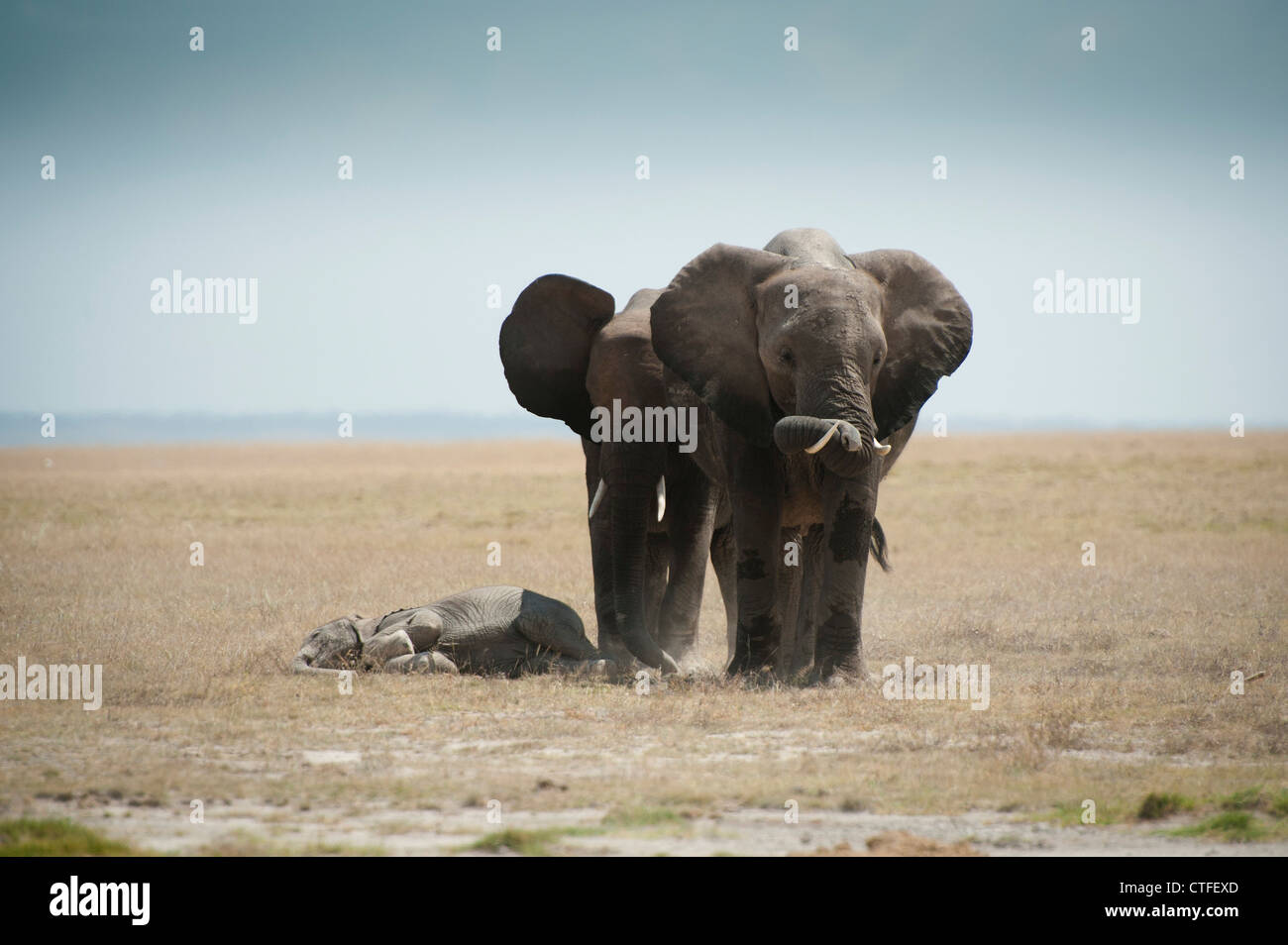 Elephants in dry landscape hi-res stock photography and images - Alamy