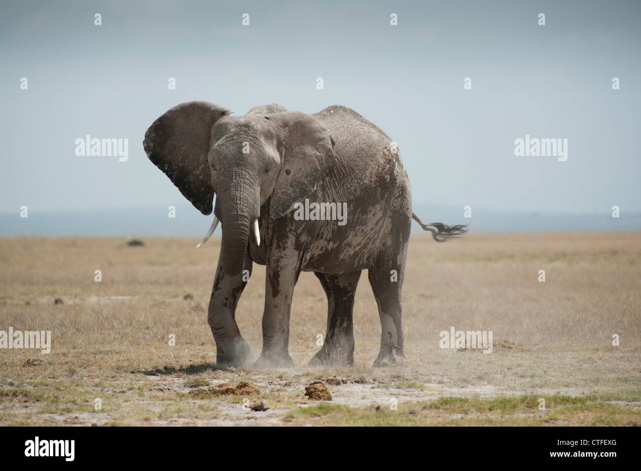 Elephant kicking up dust Stock Photo - Alamy