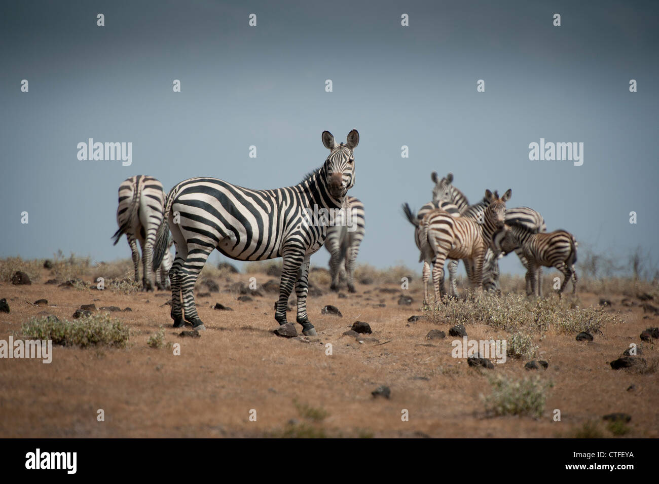 Zebra herd stripes hi-res stock photography and images - Alamy