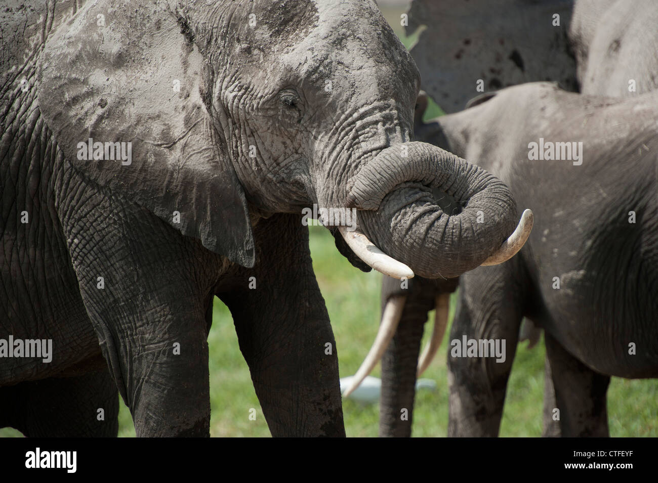 Elephant resting hi-res stock photography and images - Alamy