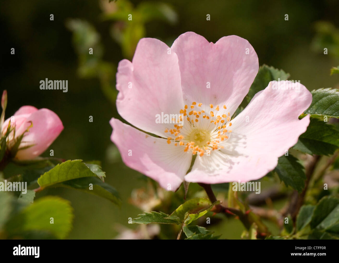 Dog rose - growing wild in the hedgerow -in full bloom Stock Photo - Alamy