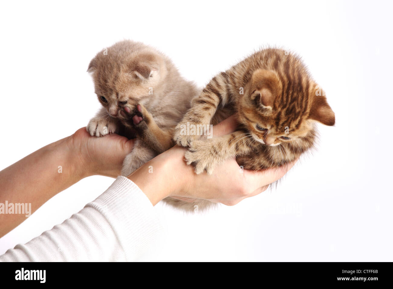 two kittens in hands Stock Photo - Alamy