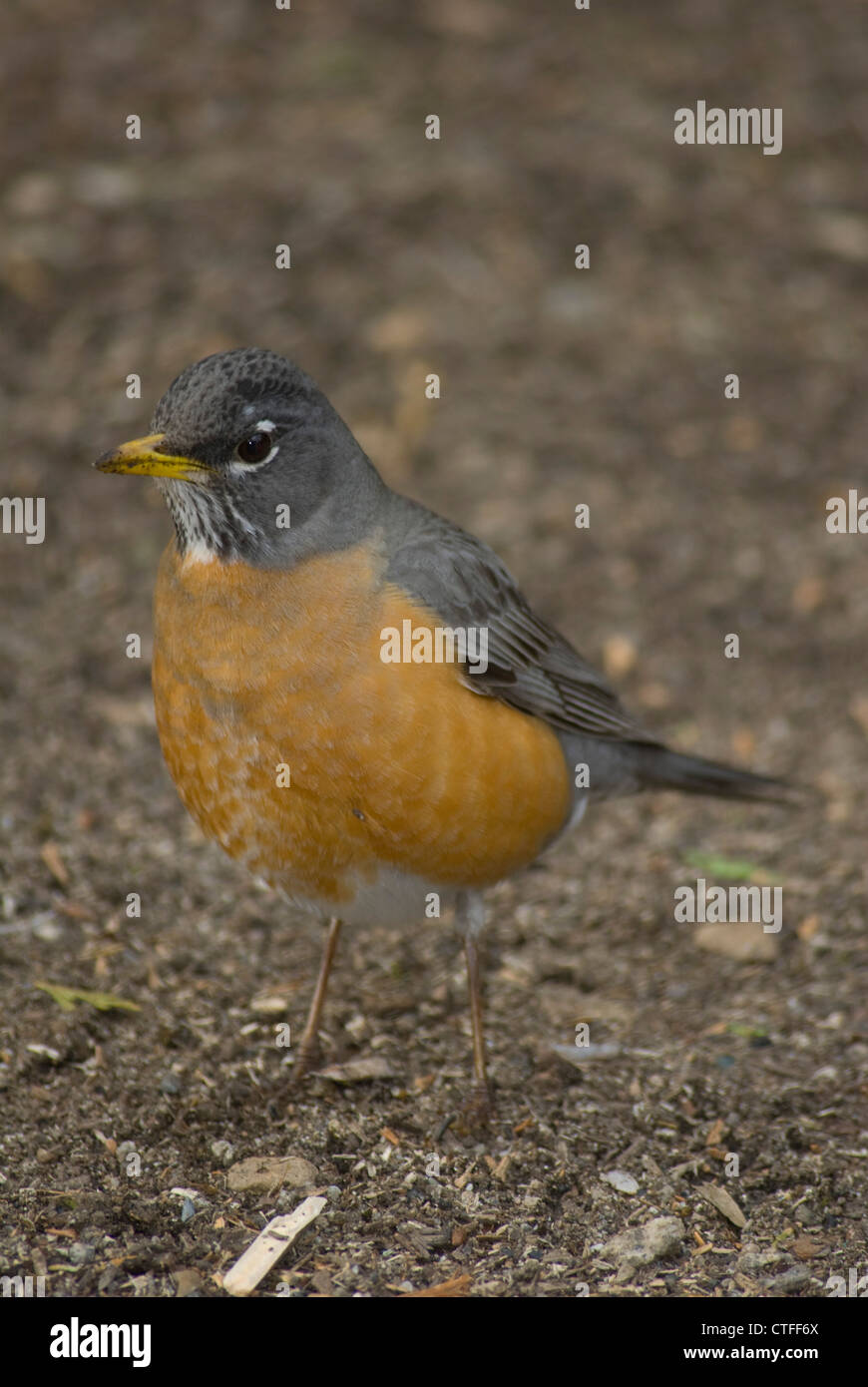 American robin migration hi-res stock photography and images - Alamy
